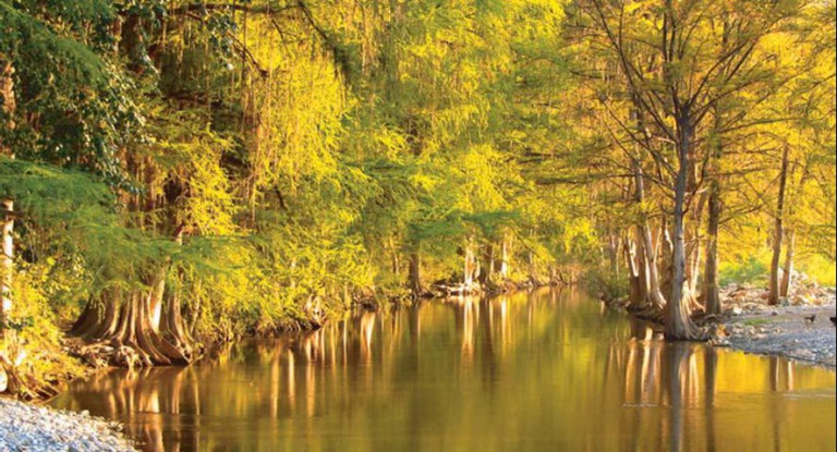 El legado de los sabinos – Ciencia UANL