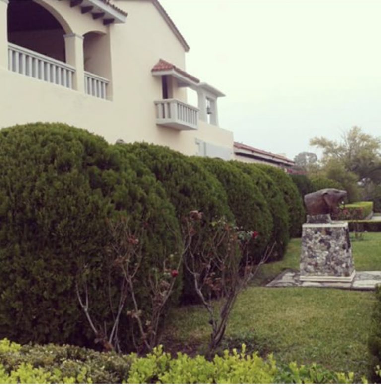 El tigre dientes de sable que llegó para quedarse: Simolodon fatalis ...