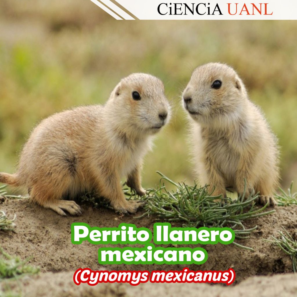 Perrito De La Pradera Se Encuentra En Peligro De Extinción En Nuevo
