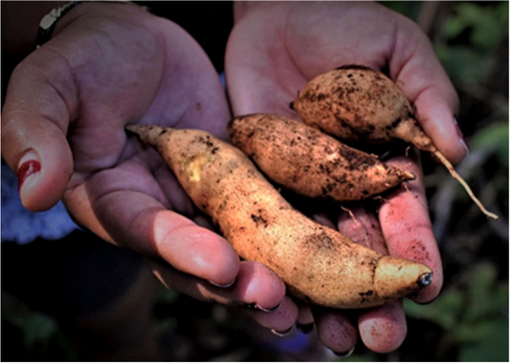 EL CAMOTE (IPOMOEA BATATAS L.), UNA PUERTA AL INFRAMUNDO: POTENCIALES ...