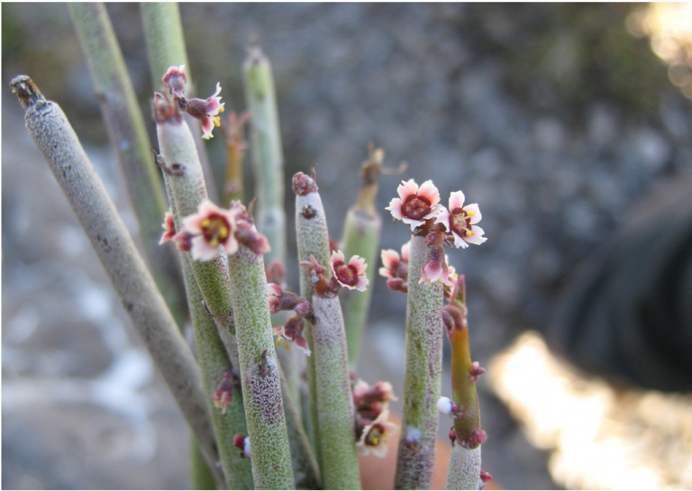 Candelilla (Euphorbia antisyphilitica Zucc.), aprovechamiento ...