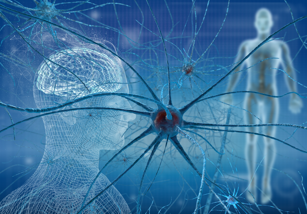 NEUROFISIOLOGÍA DEL SUEÑO Y SU IMPORTANCIA EN LA MEMORIA – Ciencia UANL