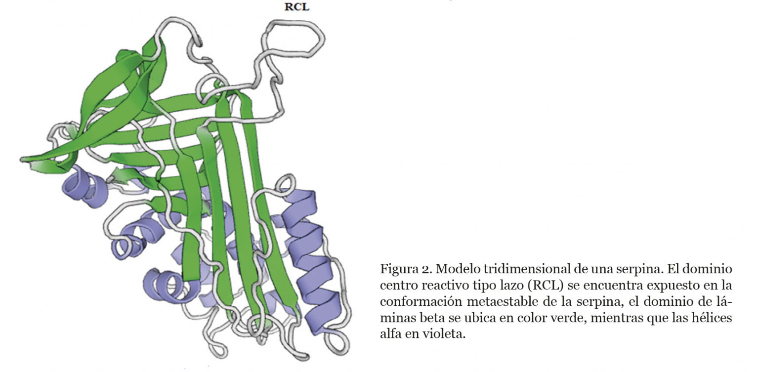 LAS SERPINAS, ¿ALIADOS MOLECULARES O ENEMIGOS FURTIVOS? – Ciencia UANL