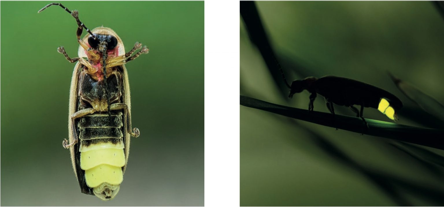 LOS COMPUESTOS QUÍMICOS Y LOS SERES VIVOS: ¿CÓMO SE ORIGINA LA ...