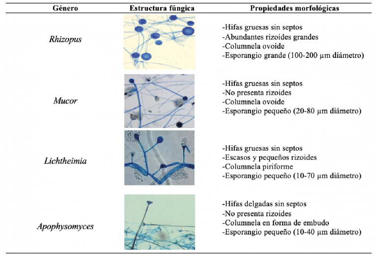 Mucor: el ascenso y caída de un antiguo patógeno en tiempos de COVID-19 ...