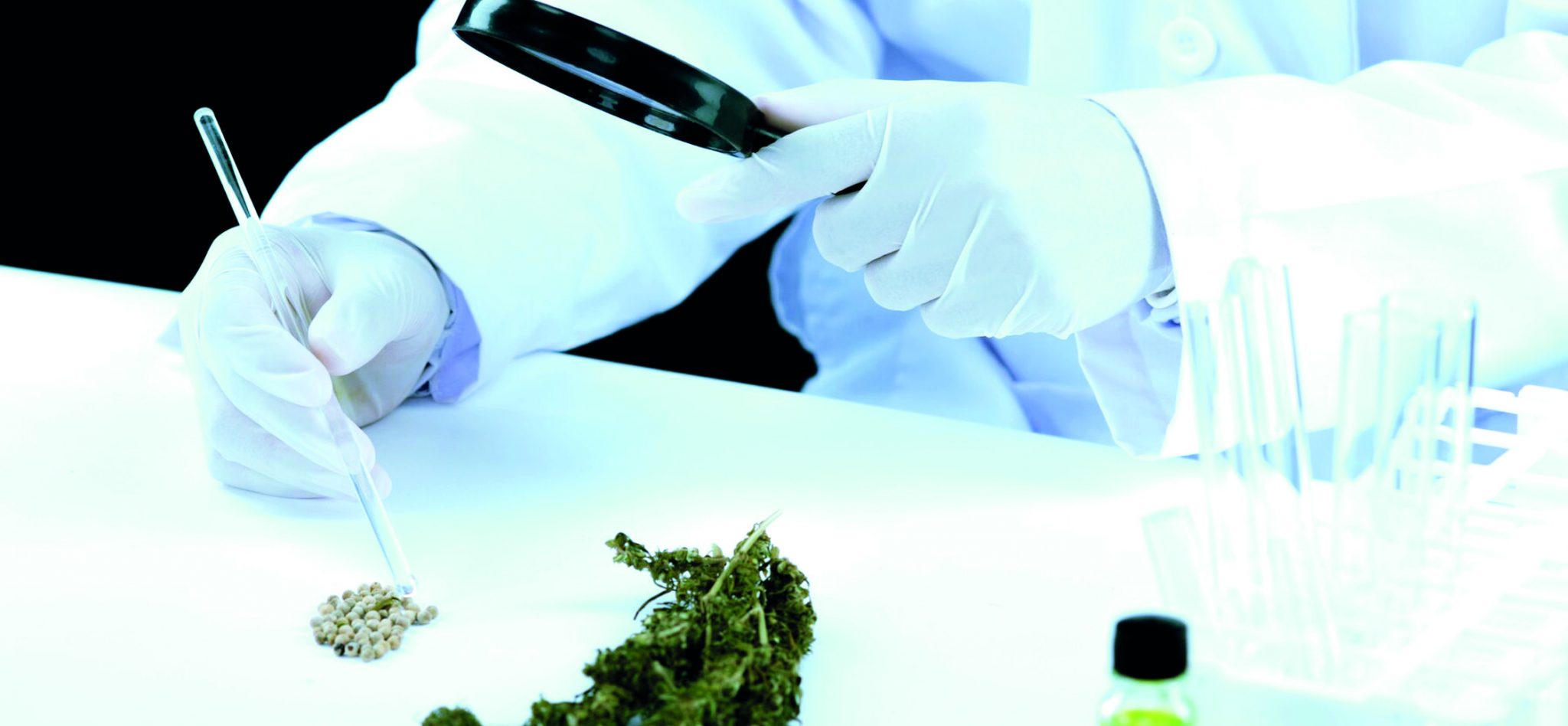 Un vistazo al sistema de cannabinoides – Ciencia UANL