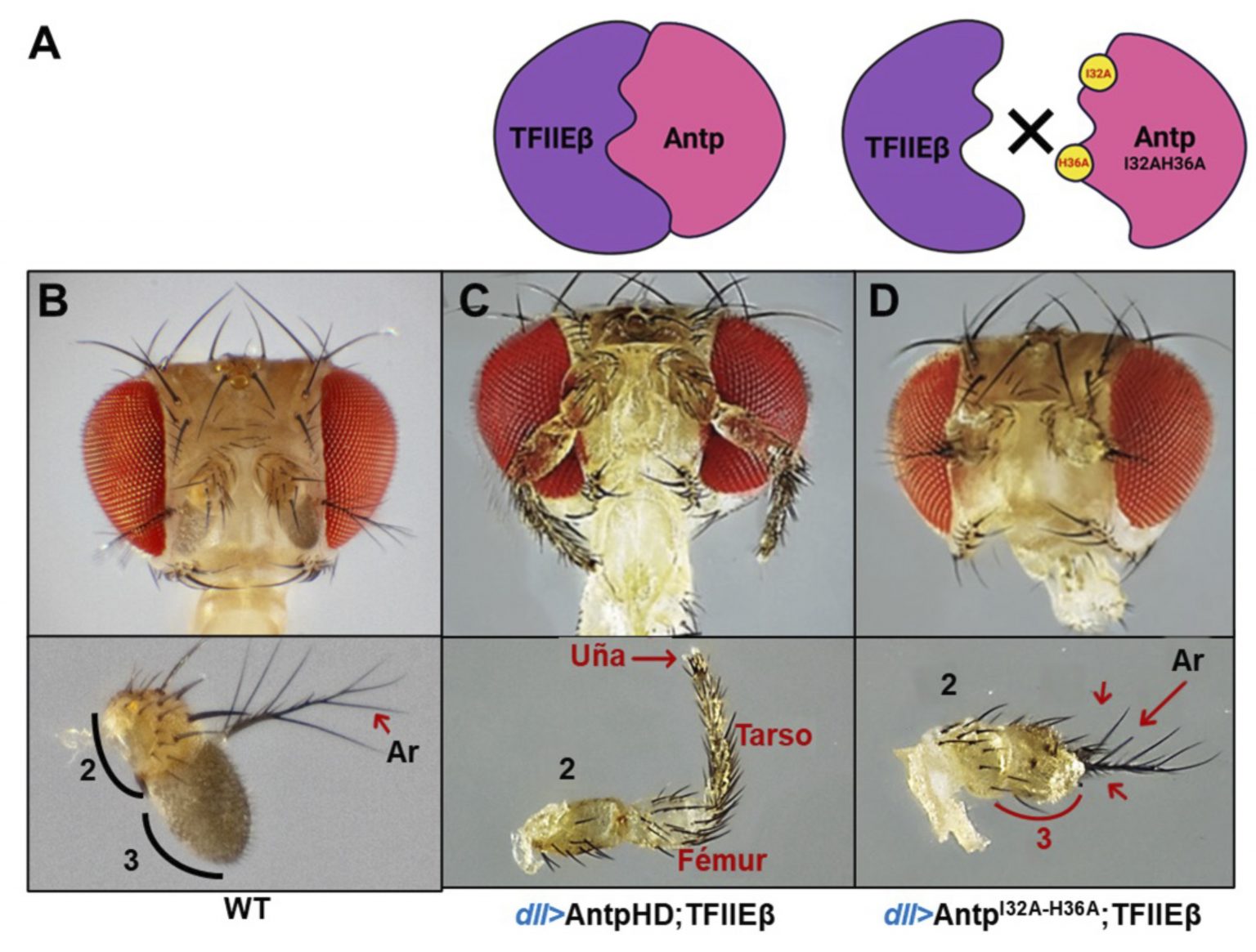 Se requieren dos para bailar tango: interacción de dos aminoácidos de ...