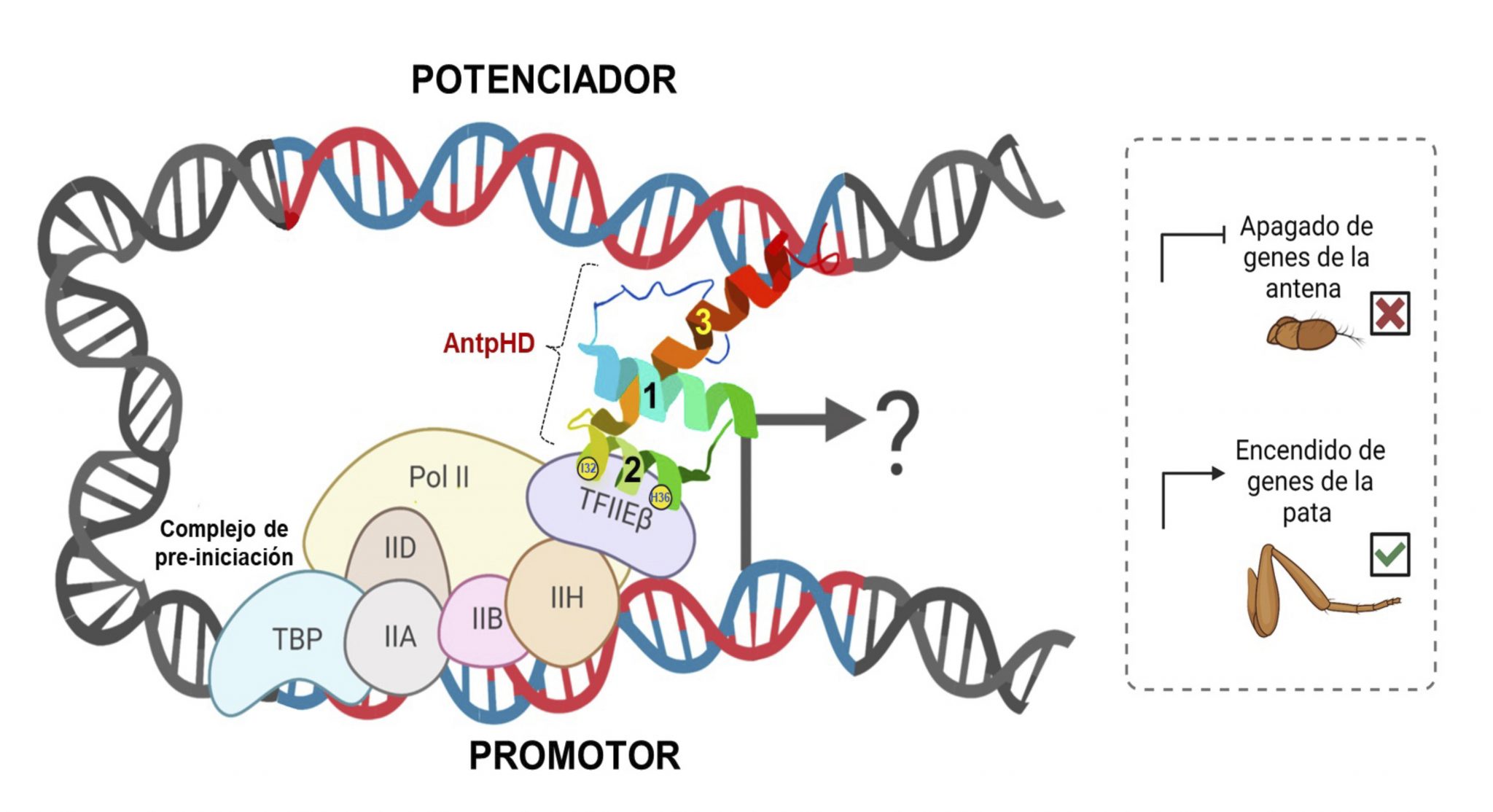 Se requieren dos para bailar tango: interacción de dos aminoácidos de ...