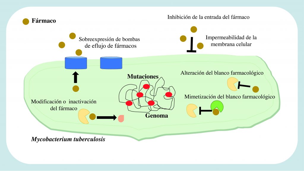 Tuberculosis resistente al tratamiento – Ciencia UANL